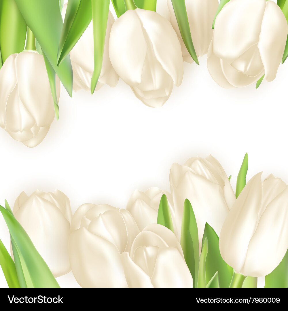 Bouquet of white tulips eps 10 Royalty Free Vector Image