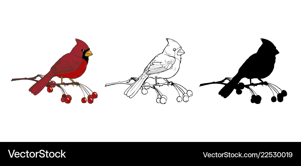 Northern cardinal Royalty Free Vector Image - VectorStock