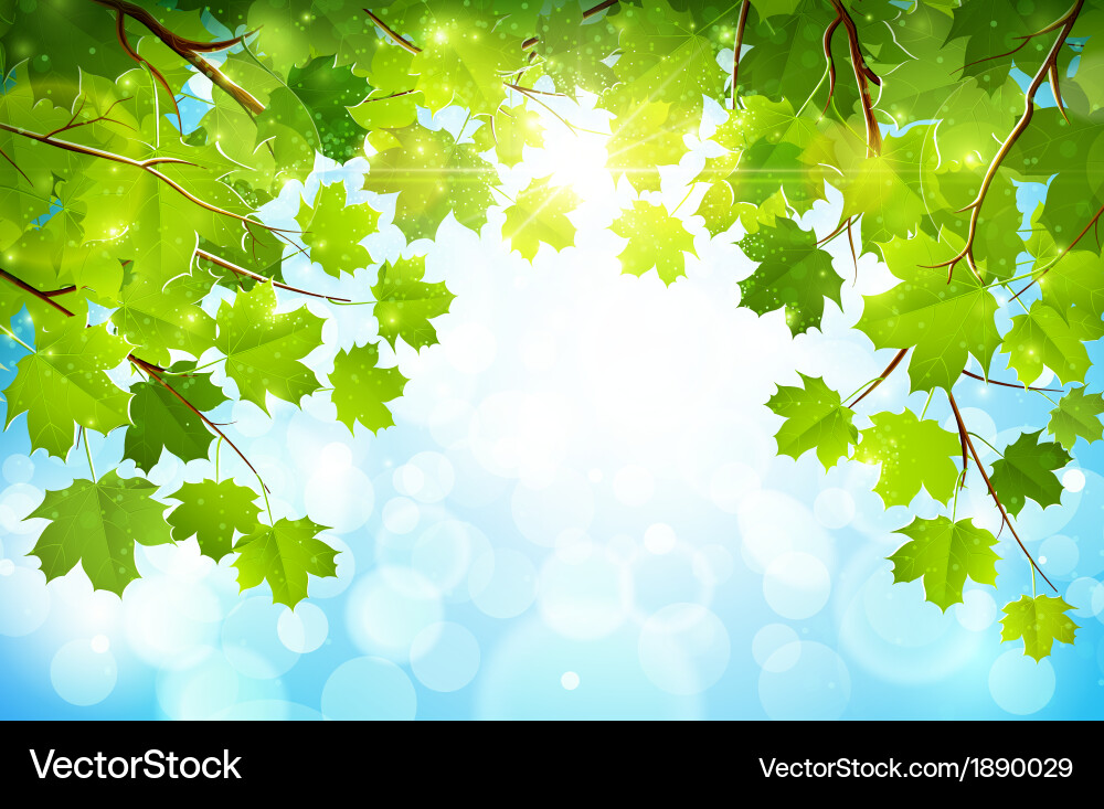 Green leaves on branches Royalty Free Vector Image
