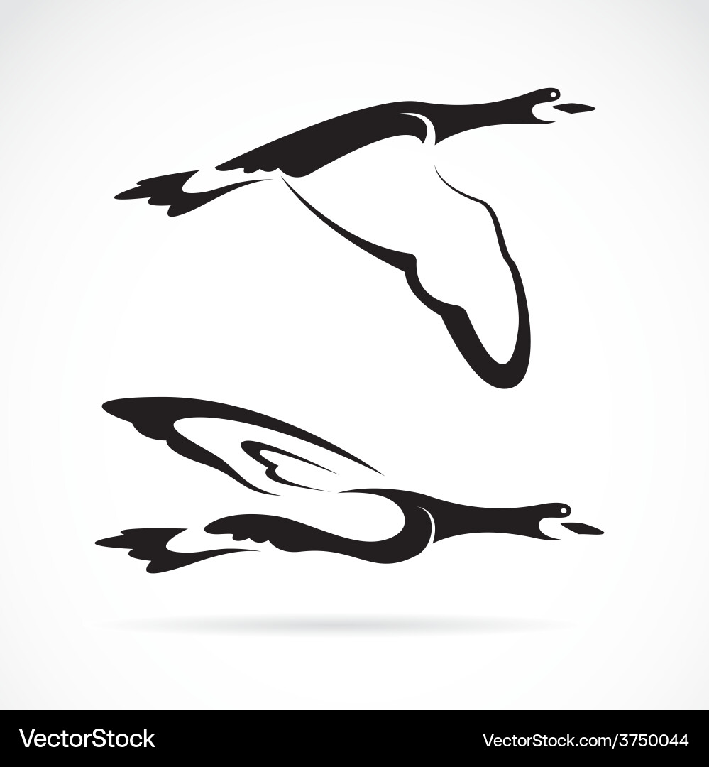Image of an flying wild duck Royalty Free Vector Image
