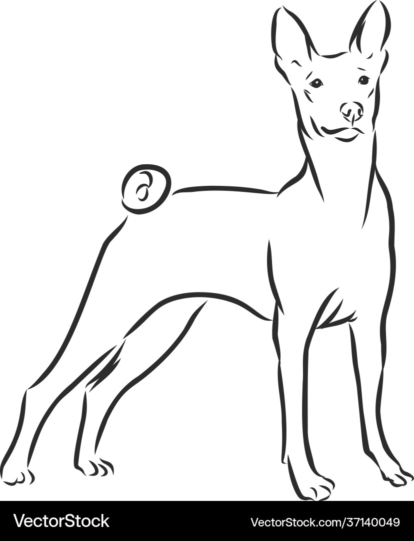 Basenji hand drawing in black color isolated Vector Image
