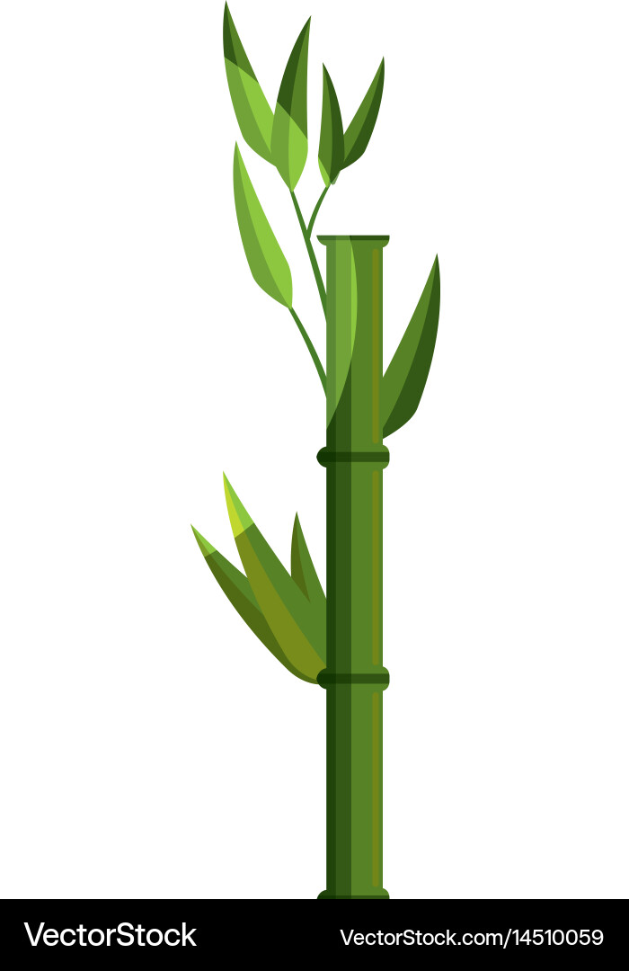 Bamboo japanese tree Royalty Free Vector Image