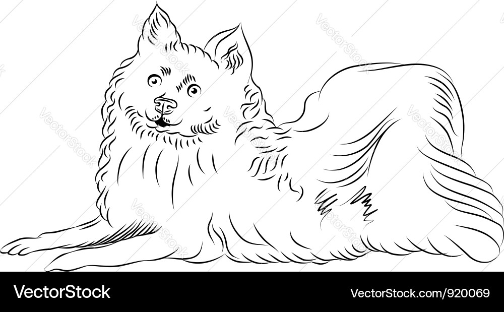 Sketch american eskimo dog breed lying Royalty Free Vector