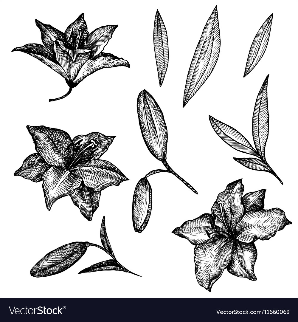 Vintage floral set Royalty Free Vector Image - VectorStock