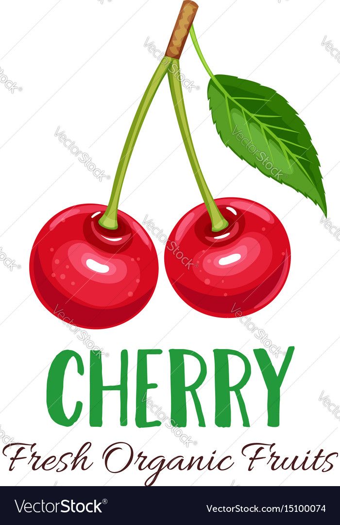 Cherry Royalty Free Vector Image - VectorStock
