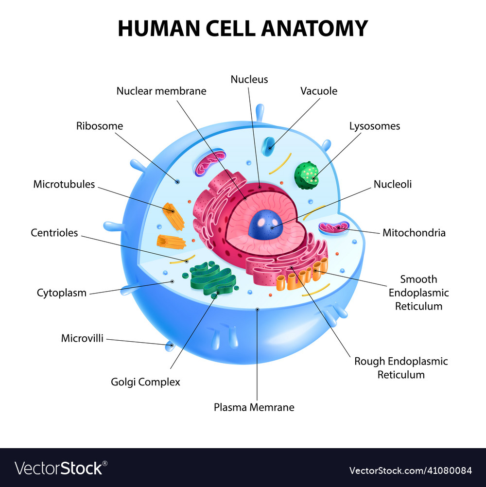 Human Cell Diagram Royalty Free Vector Image VectorStock
