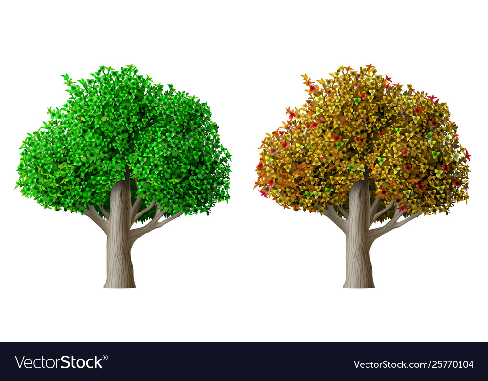 Realistic tree summer and autumn Royalty Free Vector Image