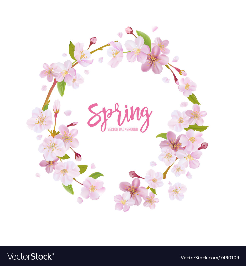 Cherry blossom spring background Royalty Free Vector Image