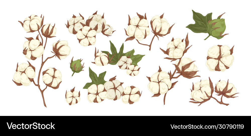 Collection raw cotton branches leaves bolls Vector Image