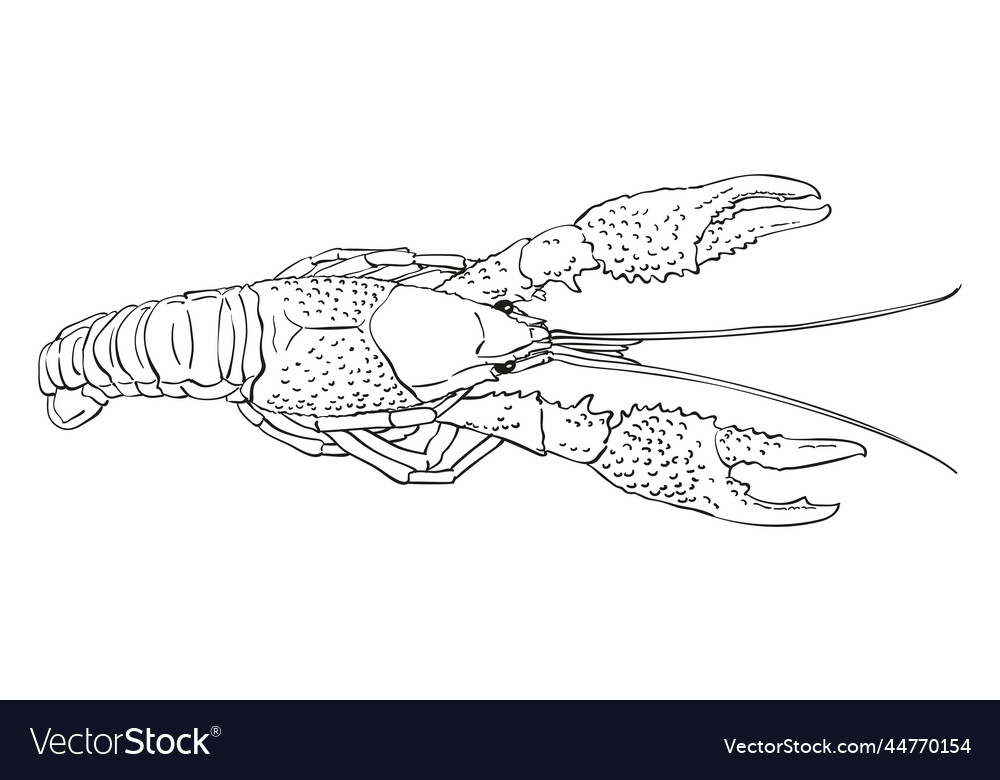 Crayfish Royalty Free Vector Image - VectorStock