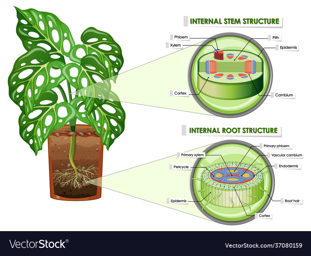 Diagram showing stem and root structure Royalty Free Vector