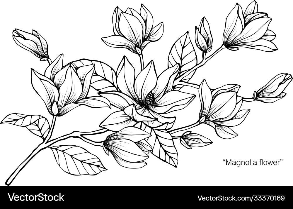 Magnolia flower and leaf hand drawn botanical Vector Image