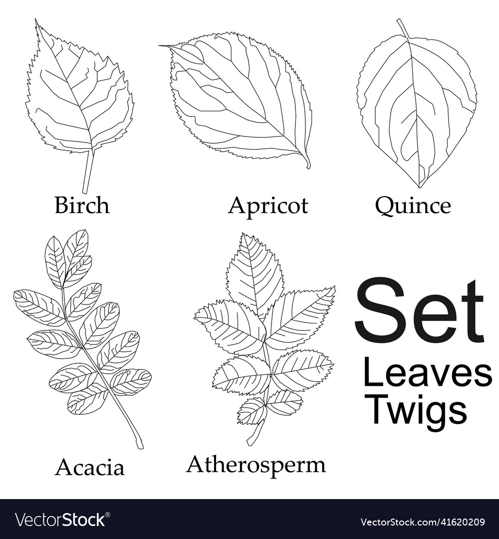 Tree leaves set Royalty Free Vector Image - VectorStock Tree leaves set Royalty Free Vector Image - VectorStock