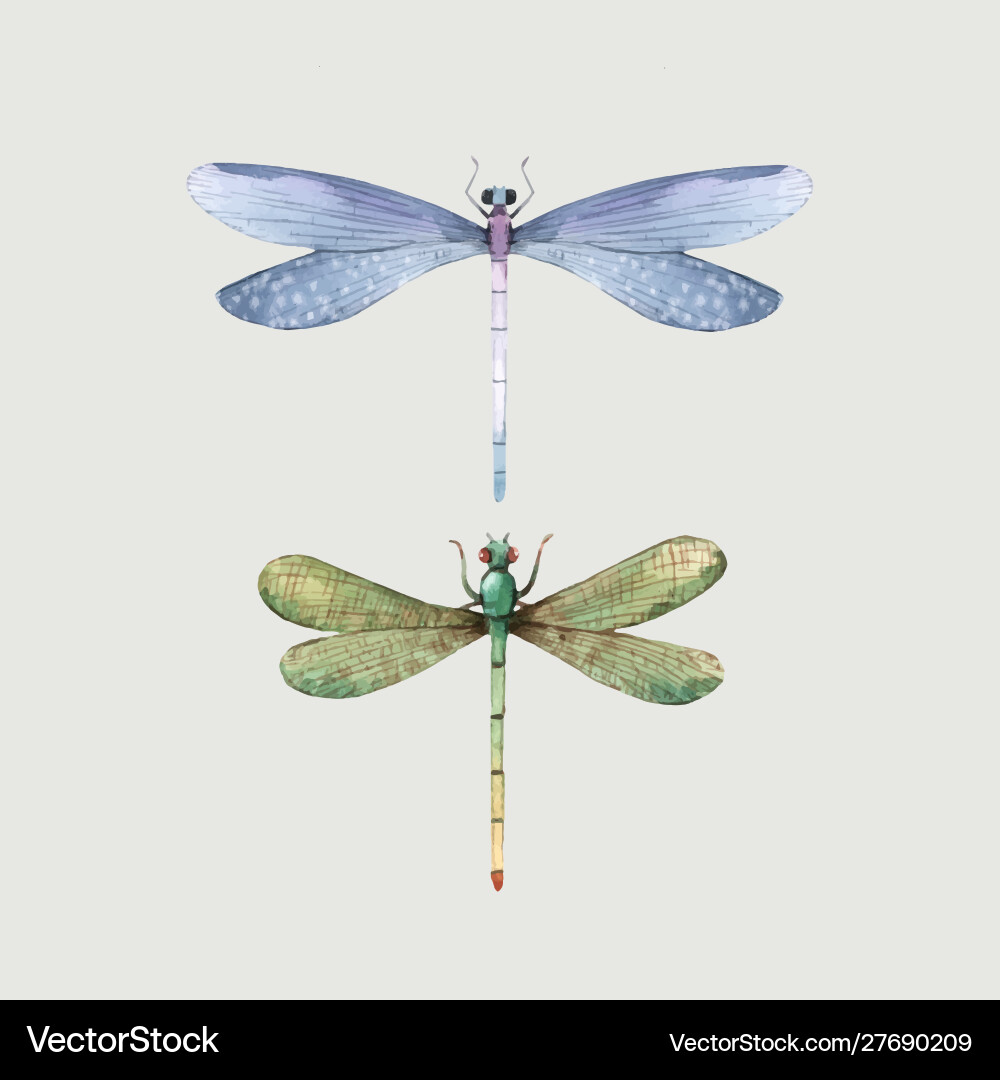 Watercolor summer dragonfly insect Royalty Free Vector Image