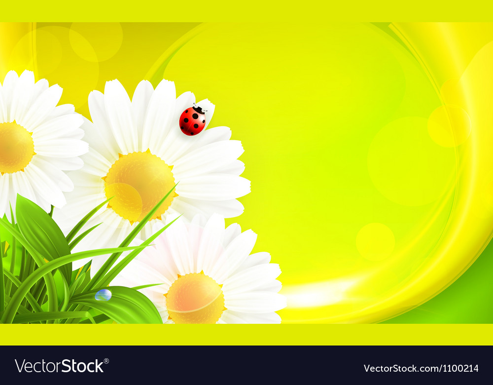 Daisy background Royalty Free Vector Image - VectorStock