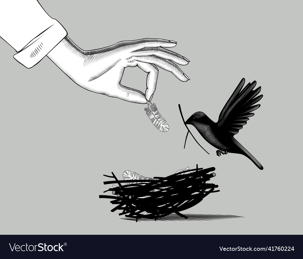 Womans Hand Hand Puts A Feather In A Birds Nest Vector Image