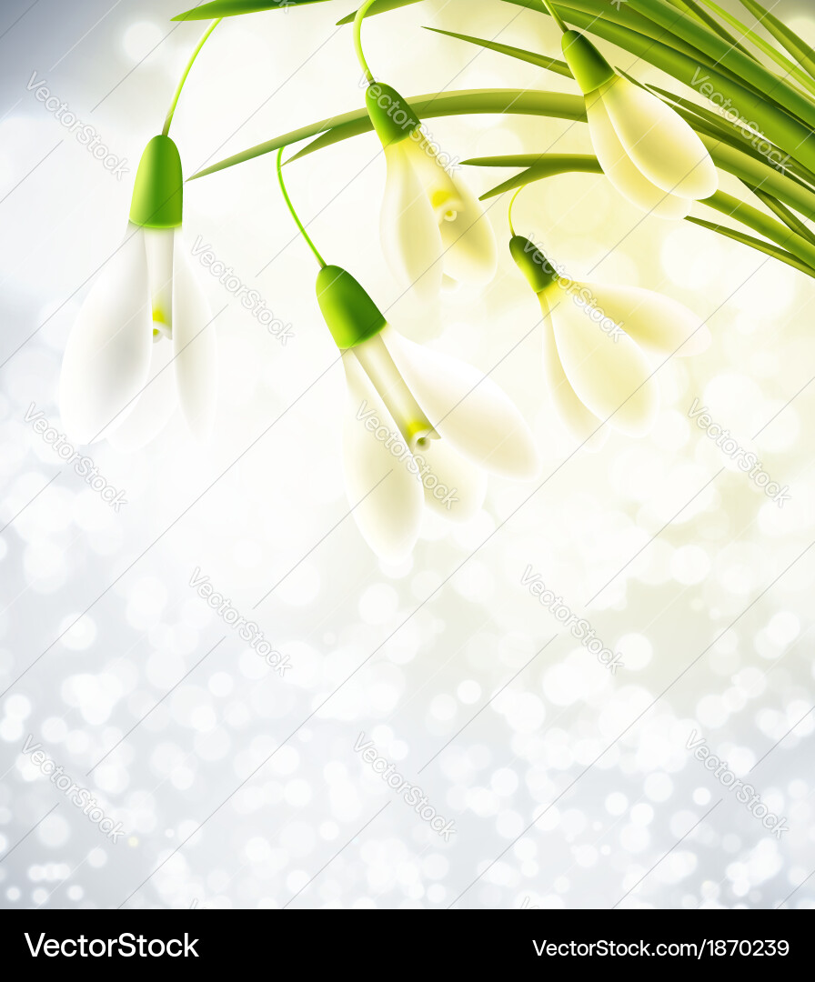 Background with snowdrops Royalty Free Vector Image