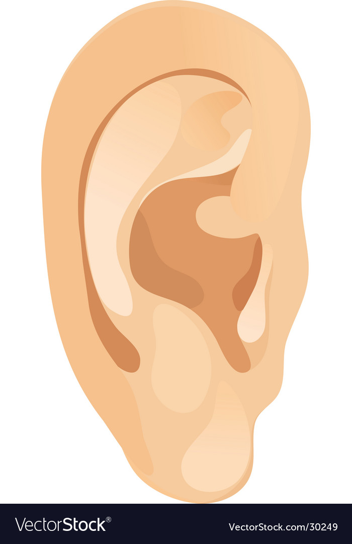 Human ear Royalty Free Vector Image - VectorStock