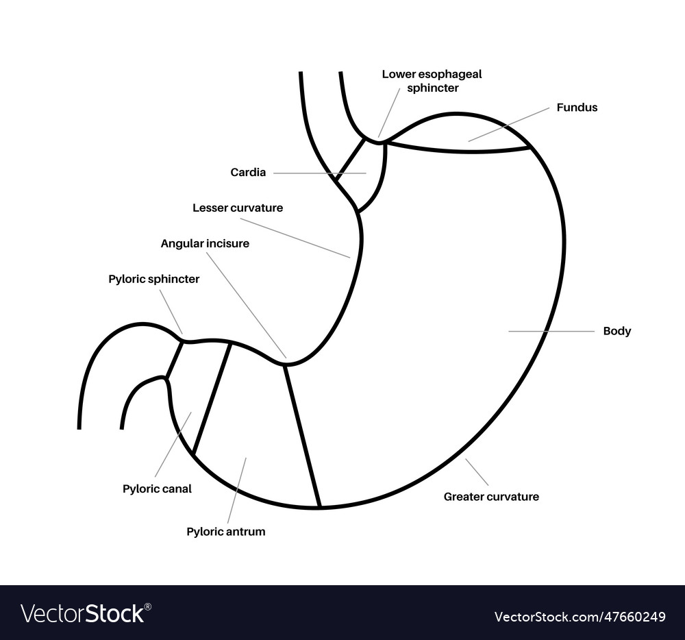Stomach Sections Diagram Royalty Free Vector Image