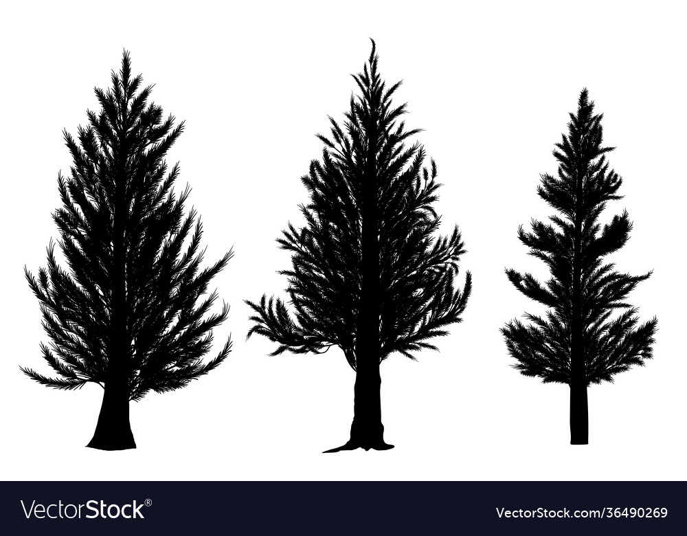Pine trees Royalty Free Vector Image - VectorStock