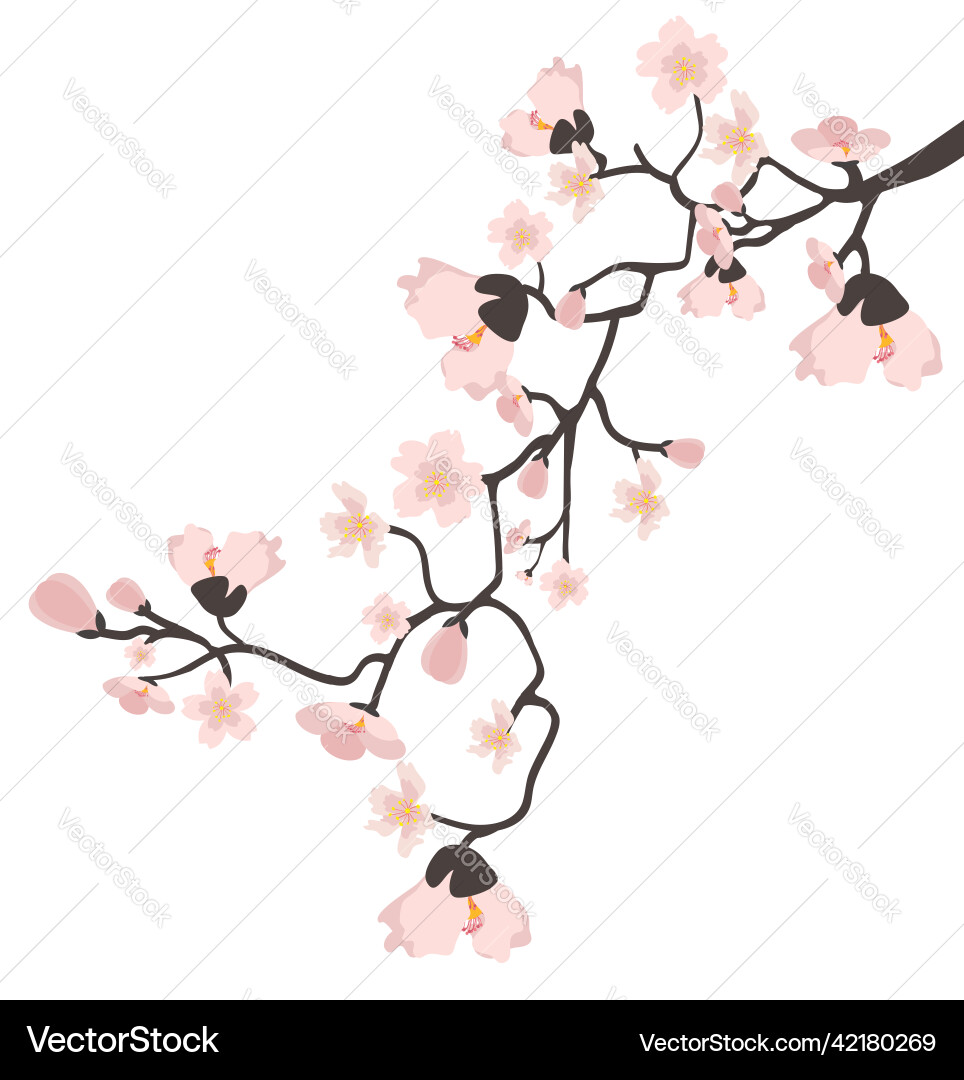 Pink sakura flower branch on background Royalty Free Vector