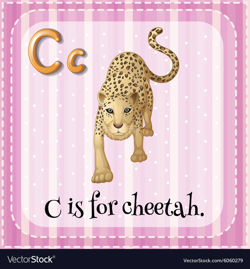 Flashcard letter c is for cheetah Royalty Free Vector Image