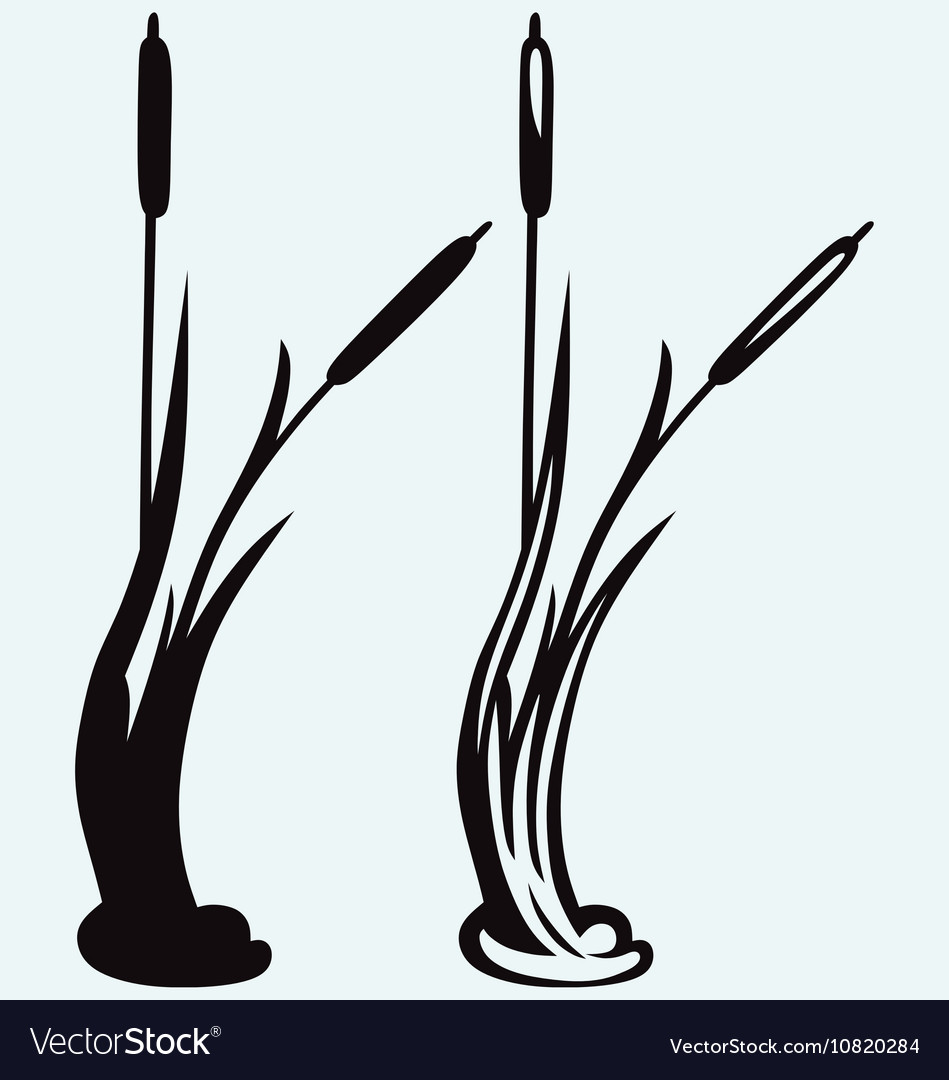 Reed Royalty Free Vector Image - VectorStock