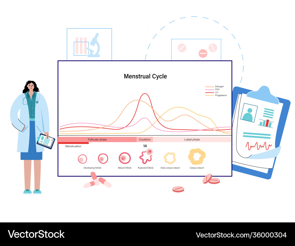 Menstrual cycle concept Royalty Free Vector Image