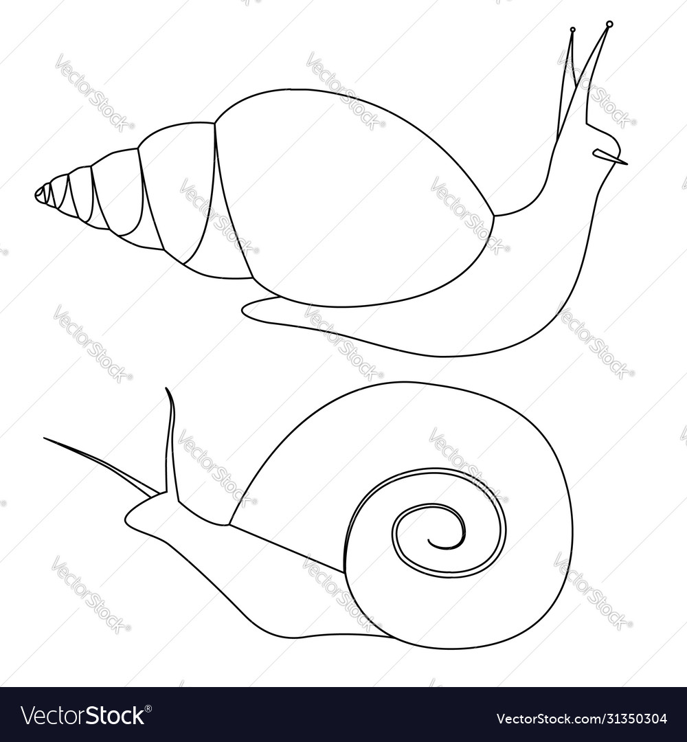 Set outline snails various shapes objects Vector Image