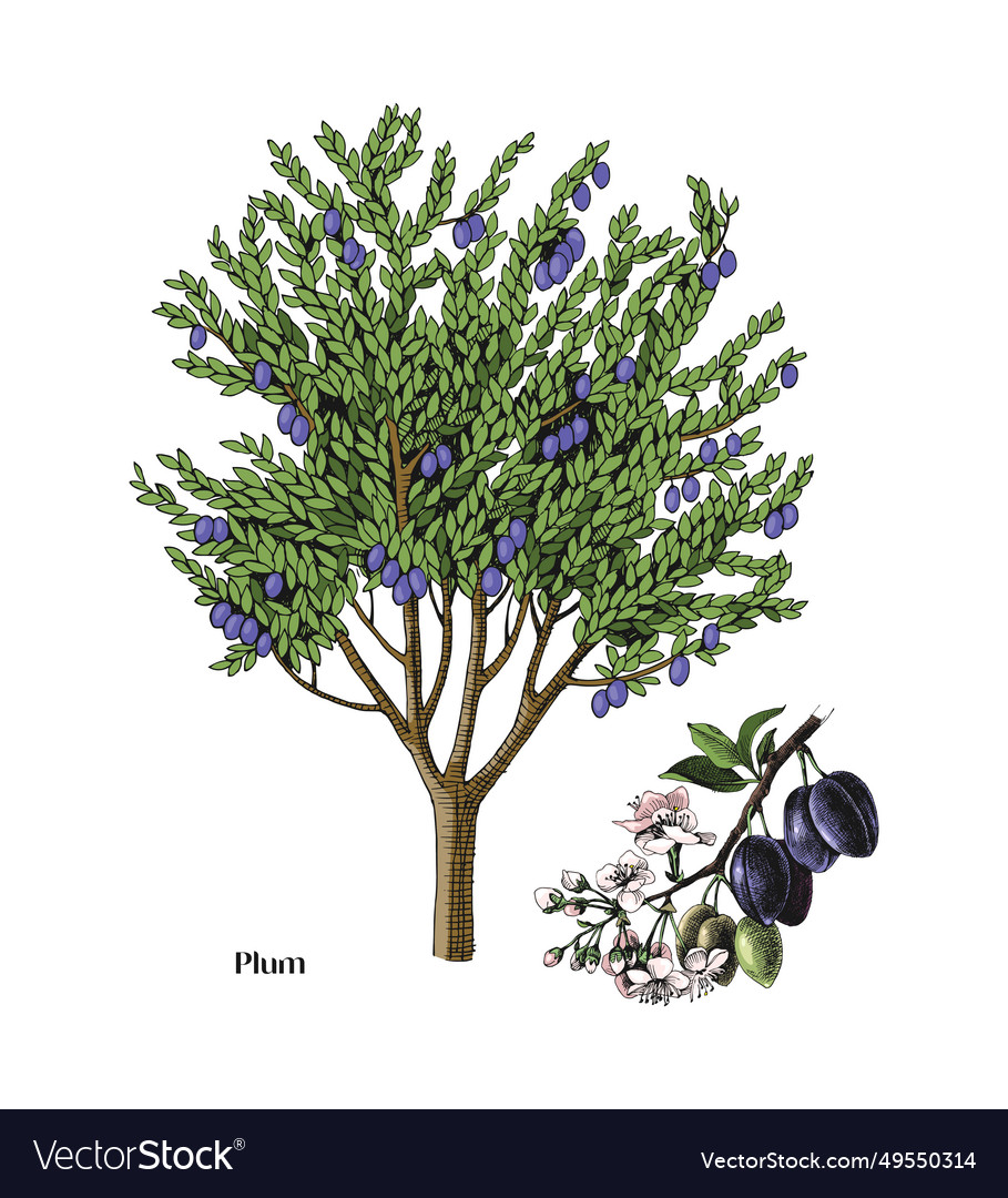 Plum tree and branch Royalty Free Vector Image