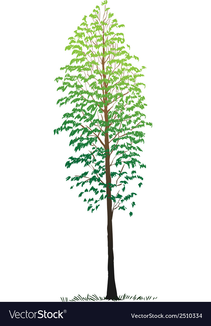 Single tree Royalty Free Vector Image - VectorStock
