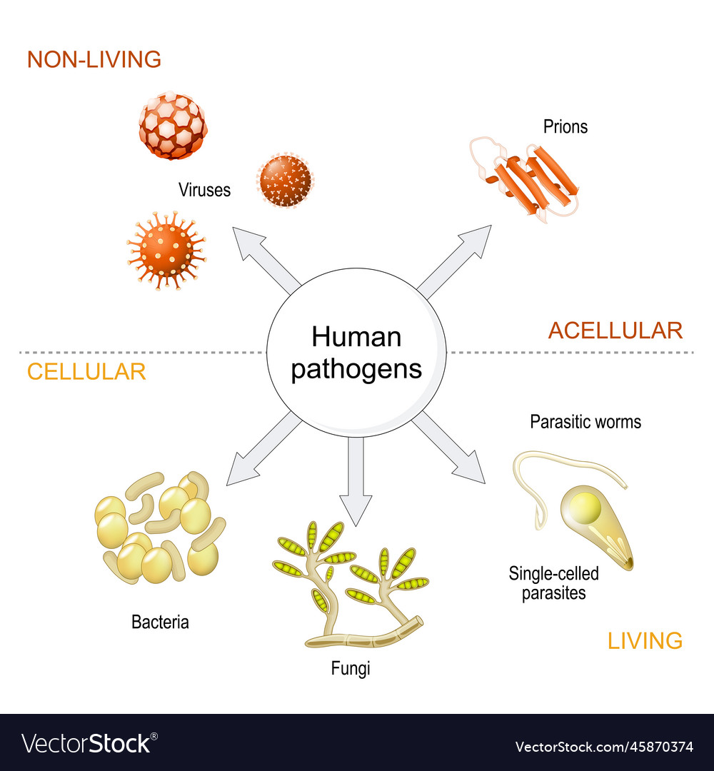 Pathogens Types Of Infectious Agents Royalty Free Vector