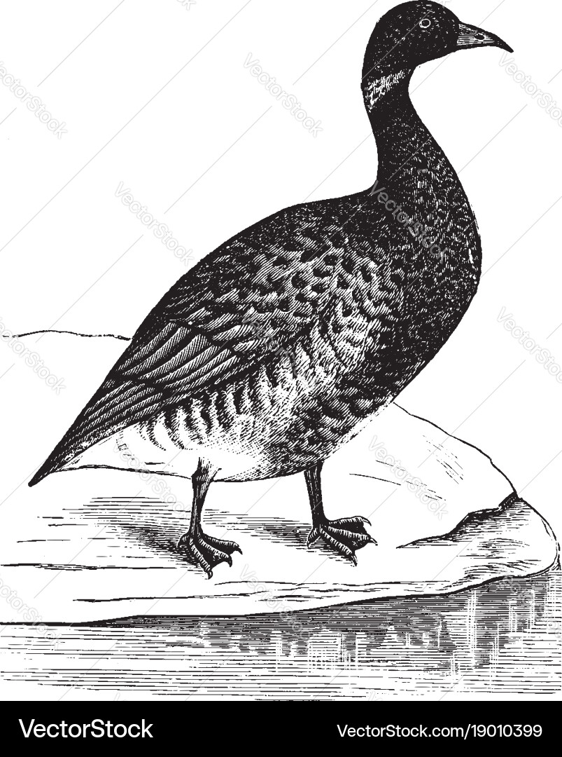 Black brant vintage Royalty Free Vector Image - VectorStock