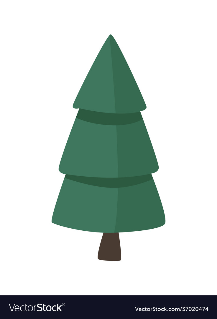Pine tree plant Royalty Free Vector Image - VectorStock