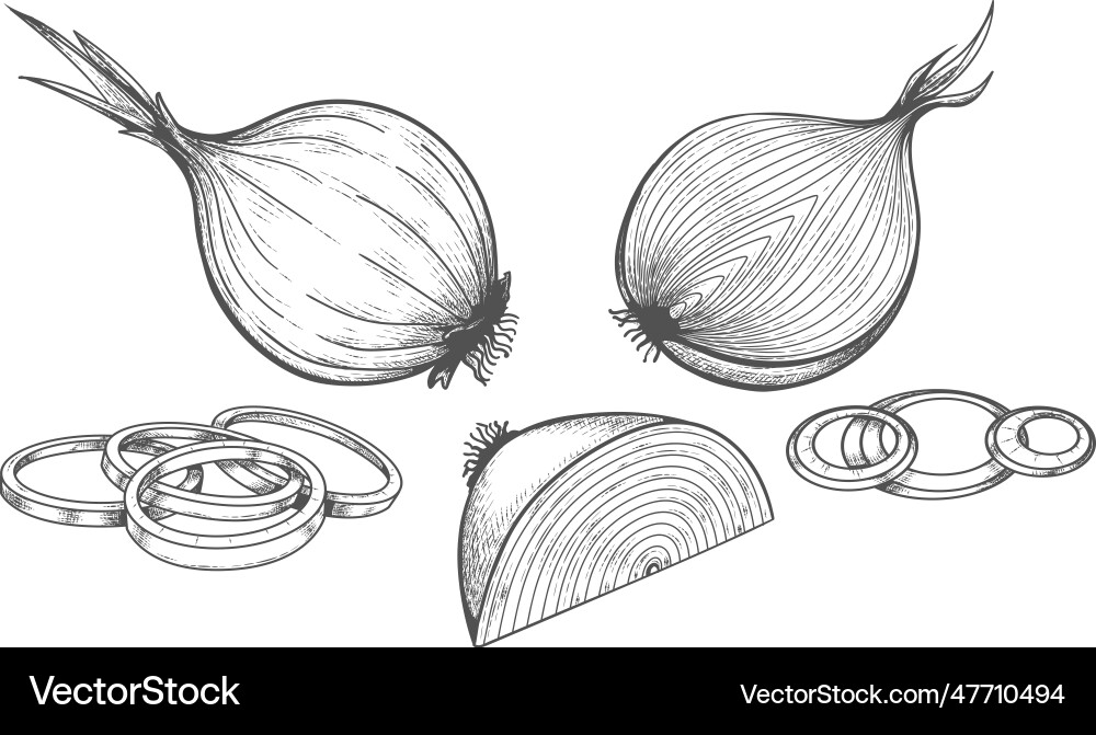 Onion etched drawing Royalty Free Vector Image