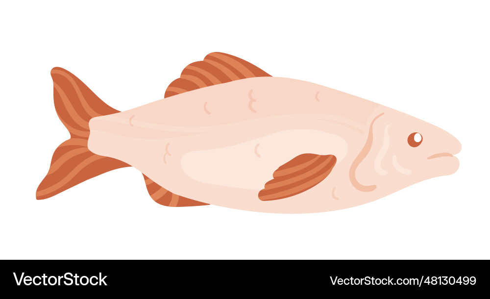 Whole salmon fish Royalty Free Vector Image - VectorStock