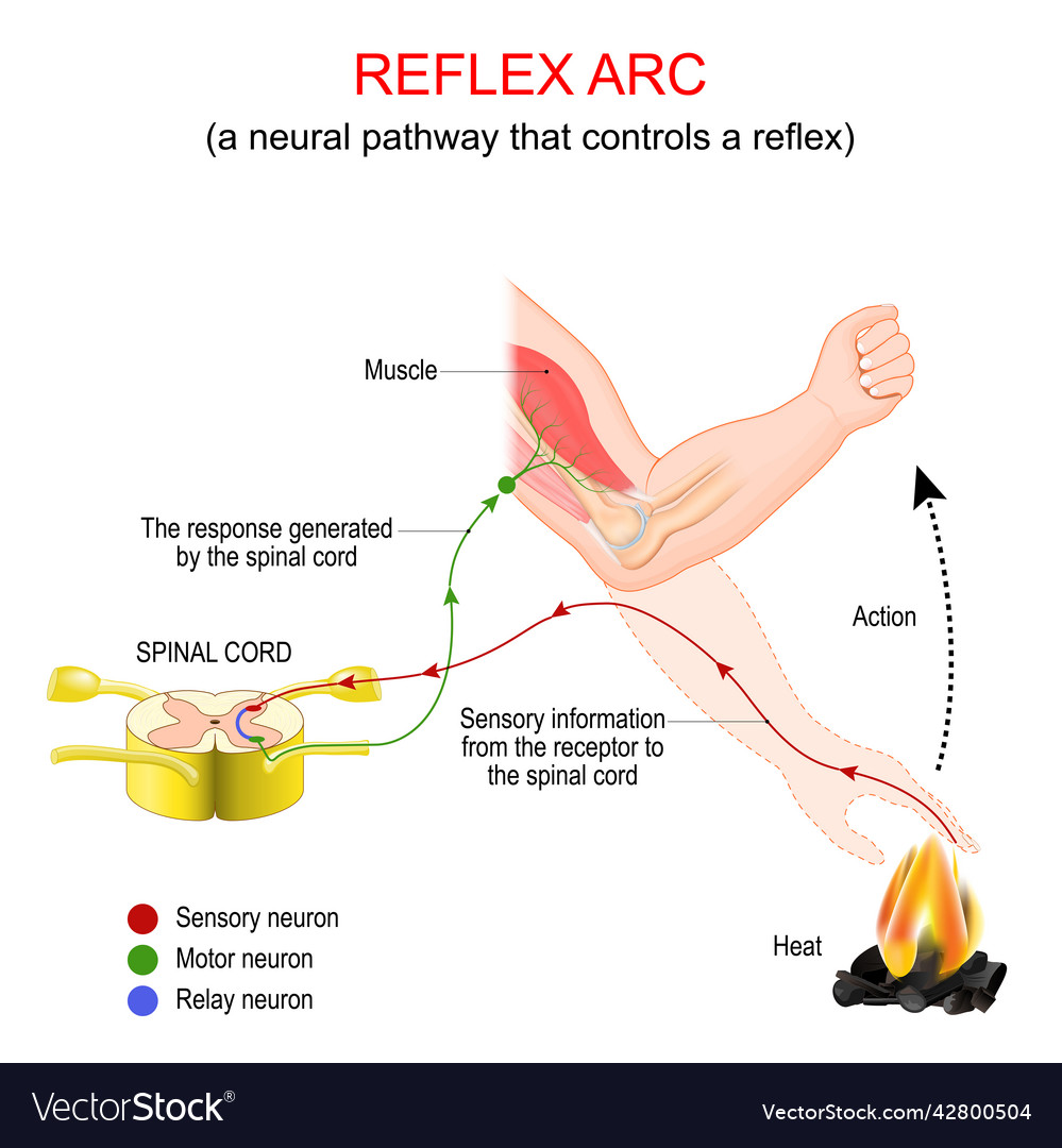 Reflex arc a neural pathway that controls a Vector Image Reflex arc a neural pathway that controls a Vector Image