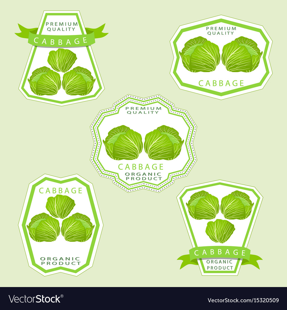 Cabbage Royalty Free Vector Image - VectorStock