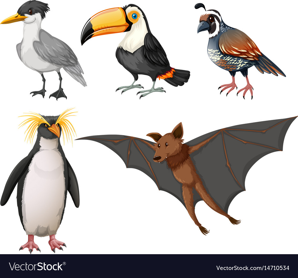 Different Types Wild Birds Royalty Free Vector Image