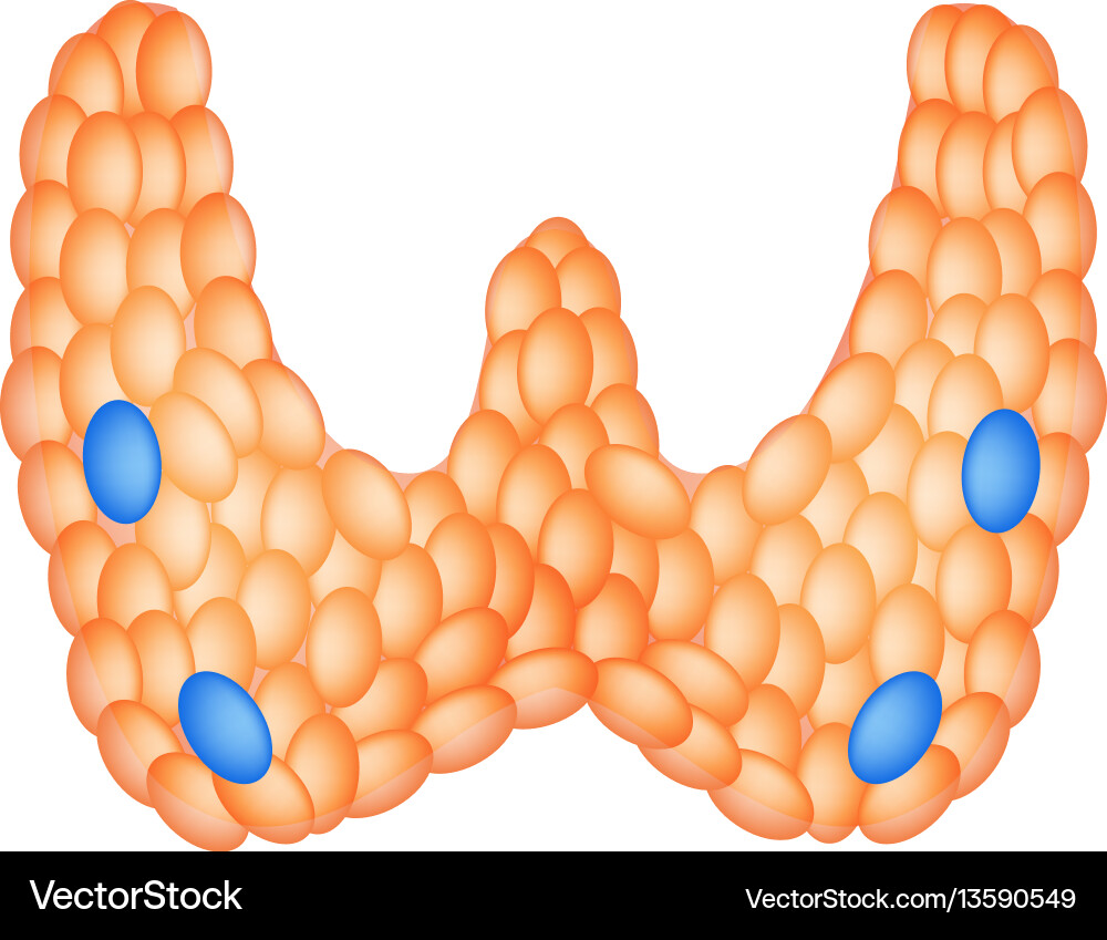 Anatomical structure of the thyroid and Royalty Free Vector