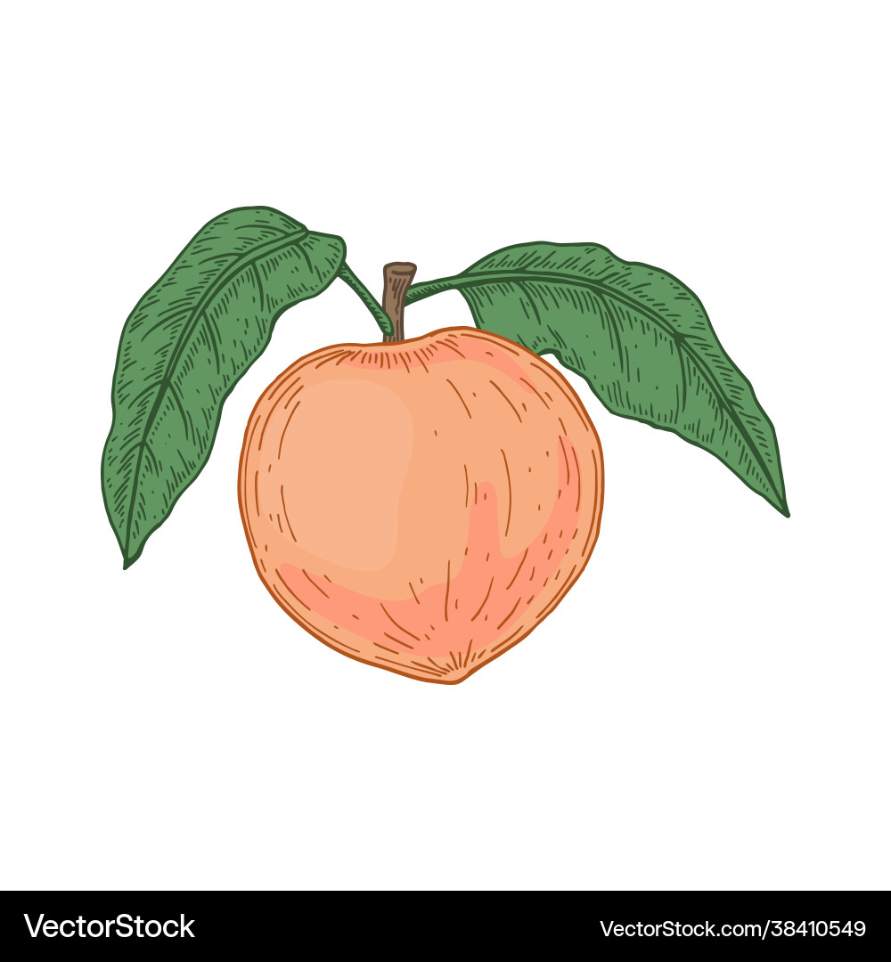 Hand drawn peach isolated on white background Vector Image