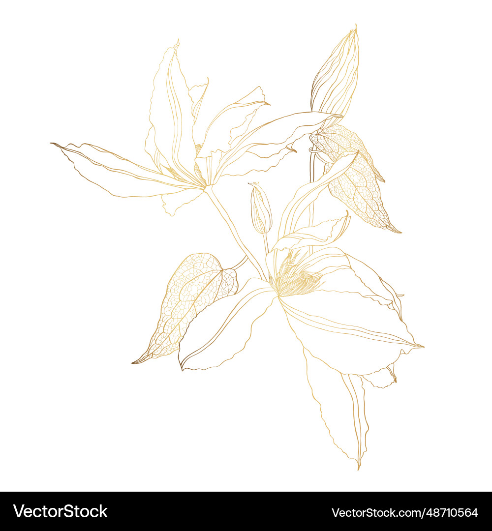 Hand drawn and sketch clematis flower Royalty Free Vector
