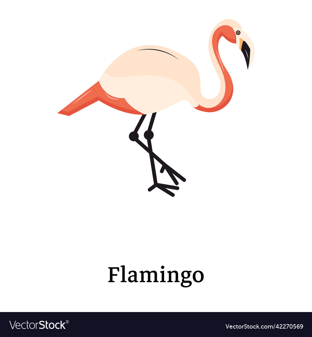 Flamingo Royalty Free Vector Image - VectorStock