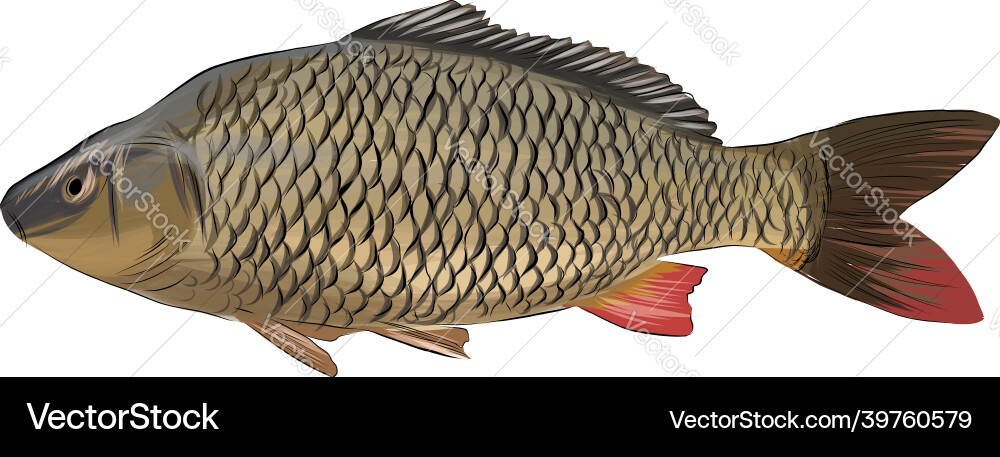 Carp fish from multicolored paints splash Vector Image