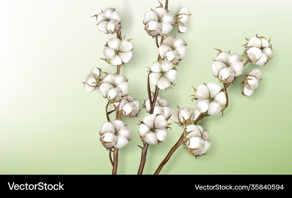Realistic cotton branches with flowers and stems Vector Image