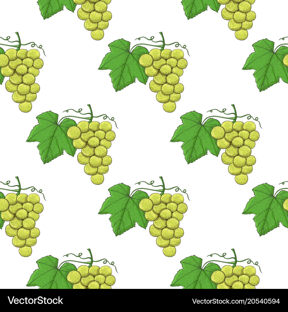 White grapes seamless pattern hand drawn sketch Vector Image