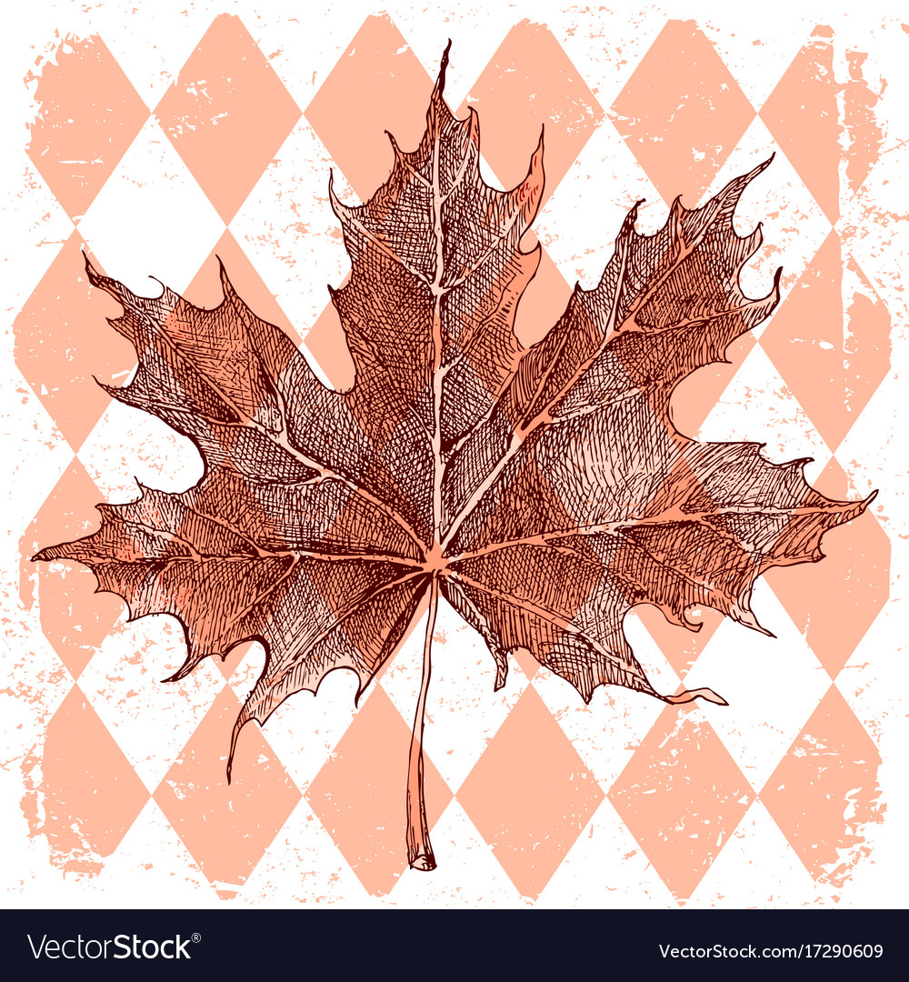 Hand drawn maple leaf Royalty Free Vector Image