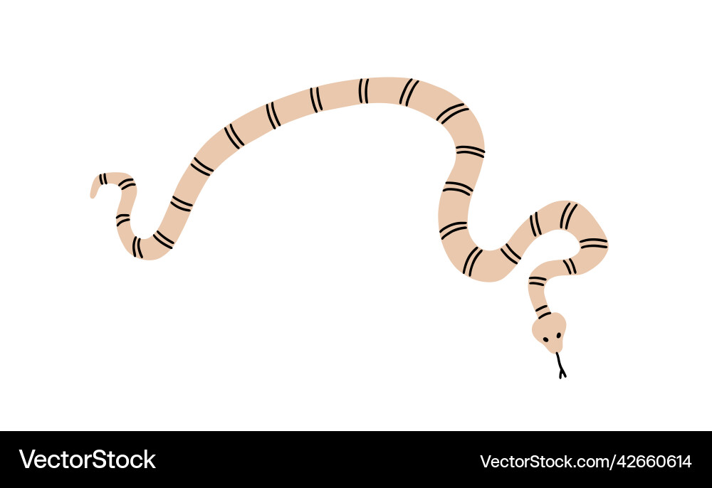 Striped snake with tongue crawling twisted Vector Image