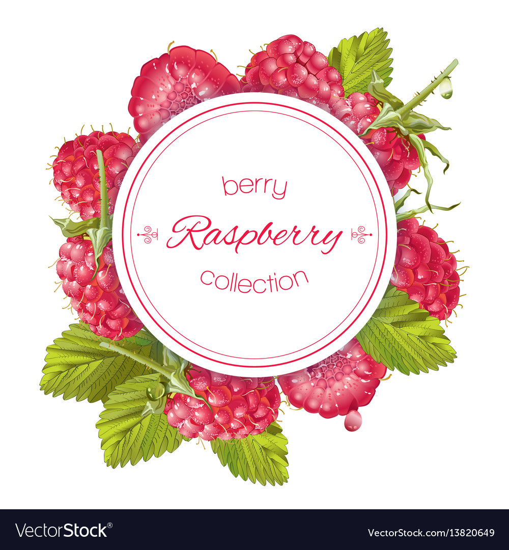 Raspberry round banner Royalty Free Vector Image