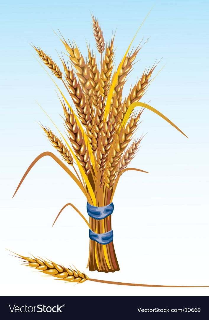 Wheat Royalty Free Vector Image - VectorStock